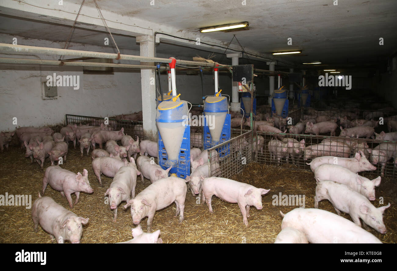 Piglets growing up int he barn at rural animal farm Stock Photo - Alamy