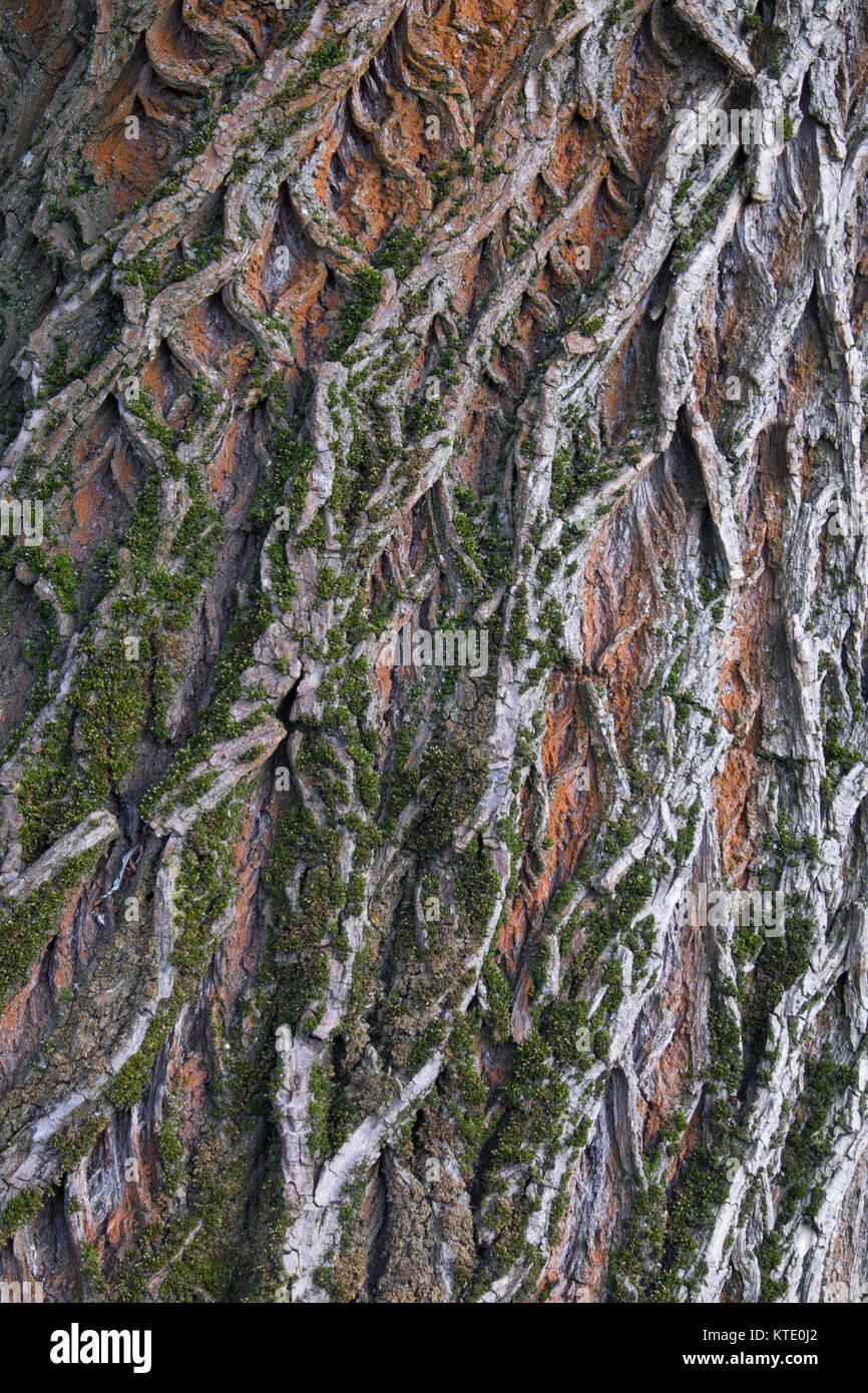 Colorful wrinkles of an old willow tree in Hungary Stock Photo - Alamy