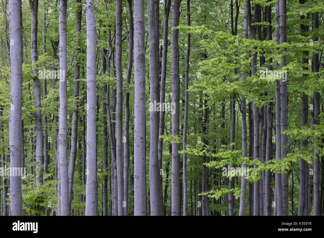 Fresh green spring beech forest in the north Hungarian mountains Stock ...