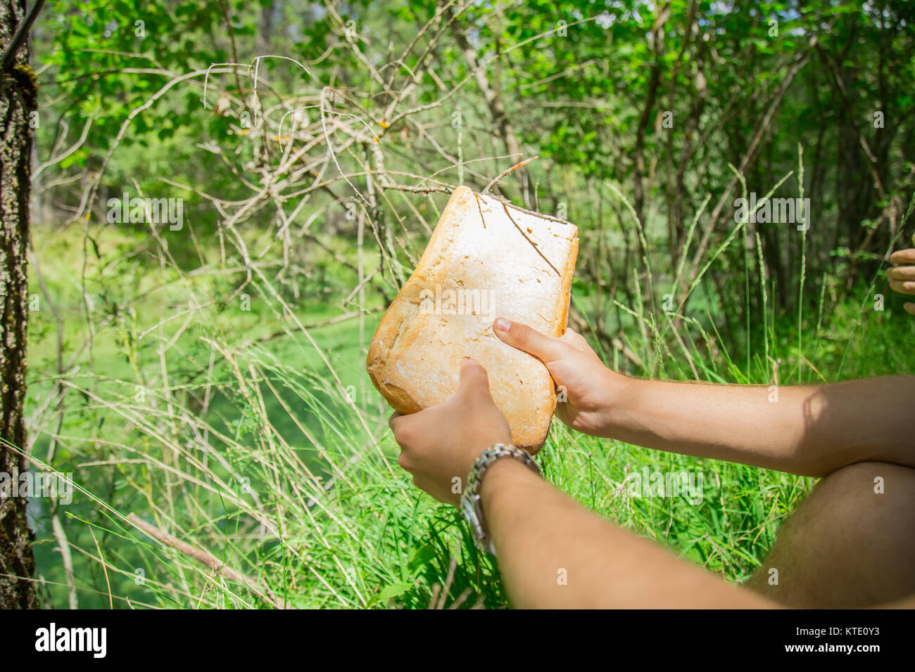 Hands of man breaking slice of bread from loaf in the forest Stock ...