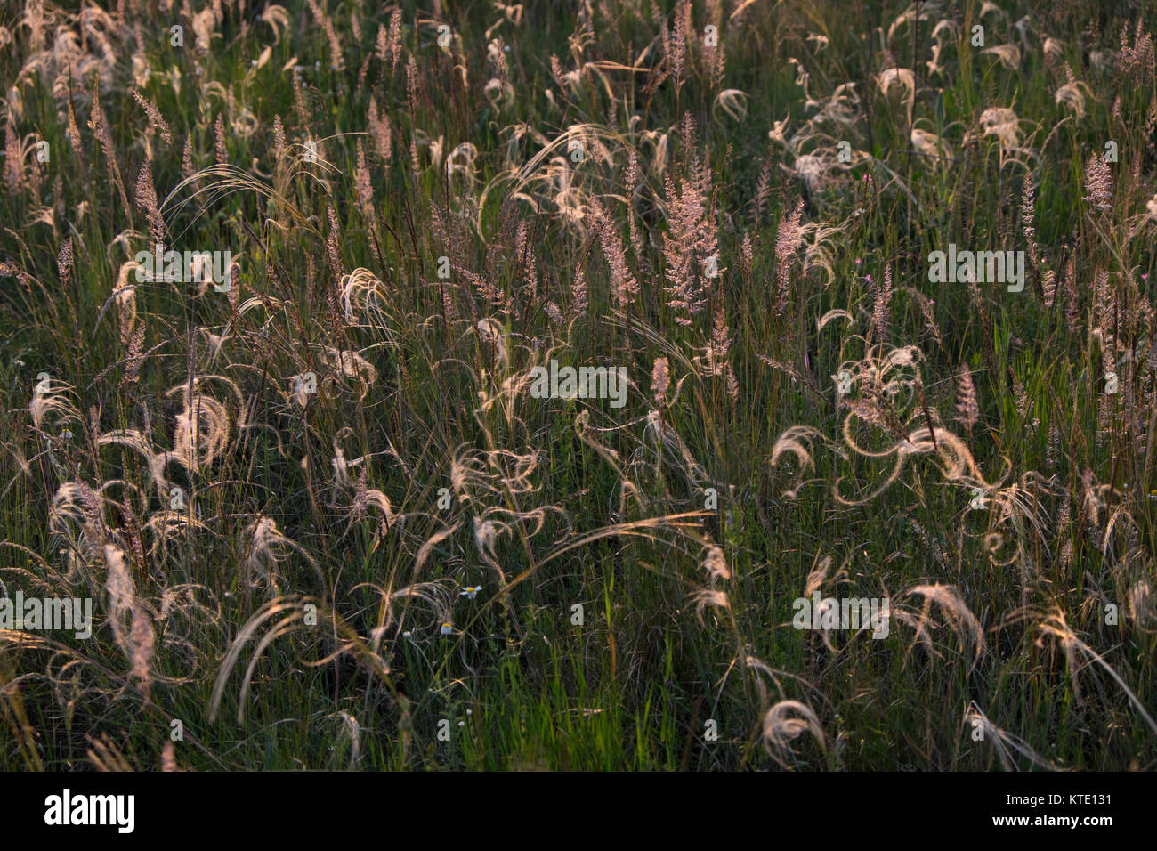 Needle grasses in a hot summer evening at sunset in Hungary Stock Photo ...
