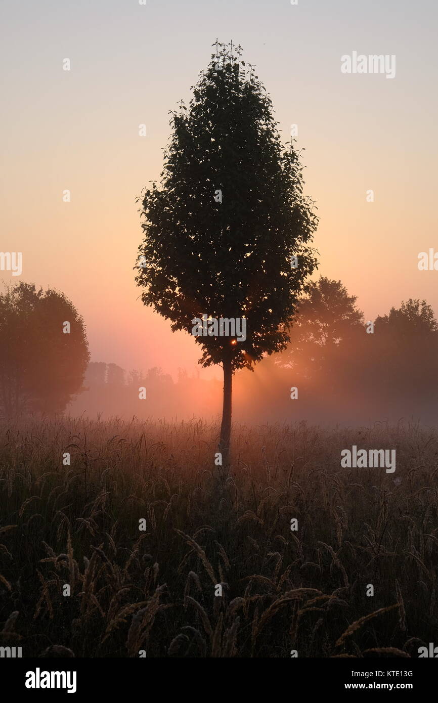 Young poplar hi-res stock photography and images - Alamy