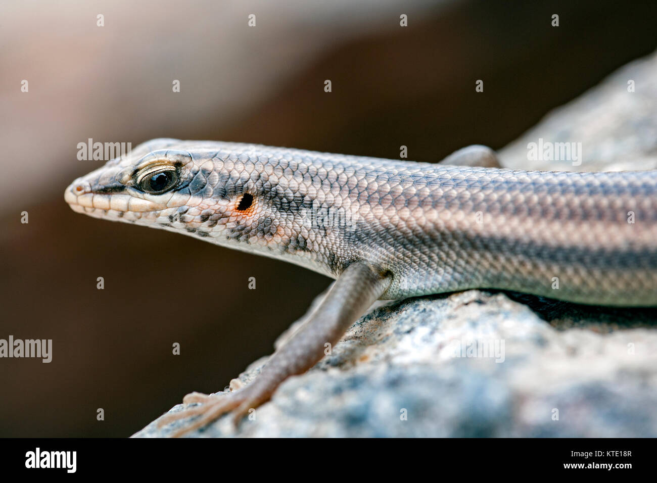 Striped skinks hi-res stock photography and images - Alamy