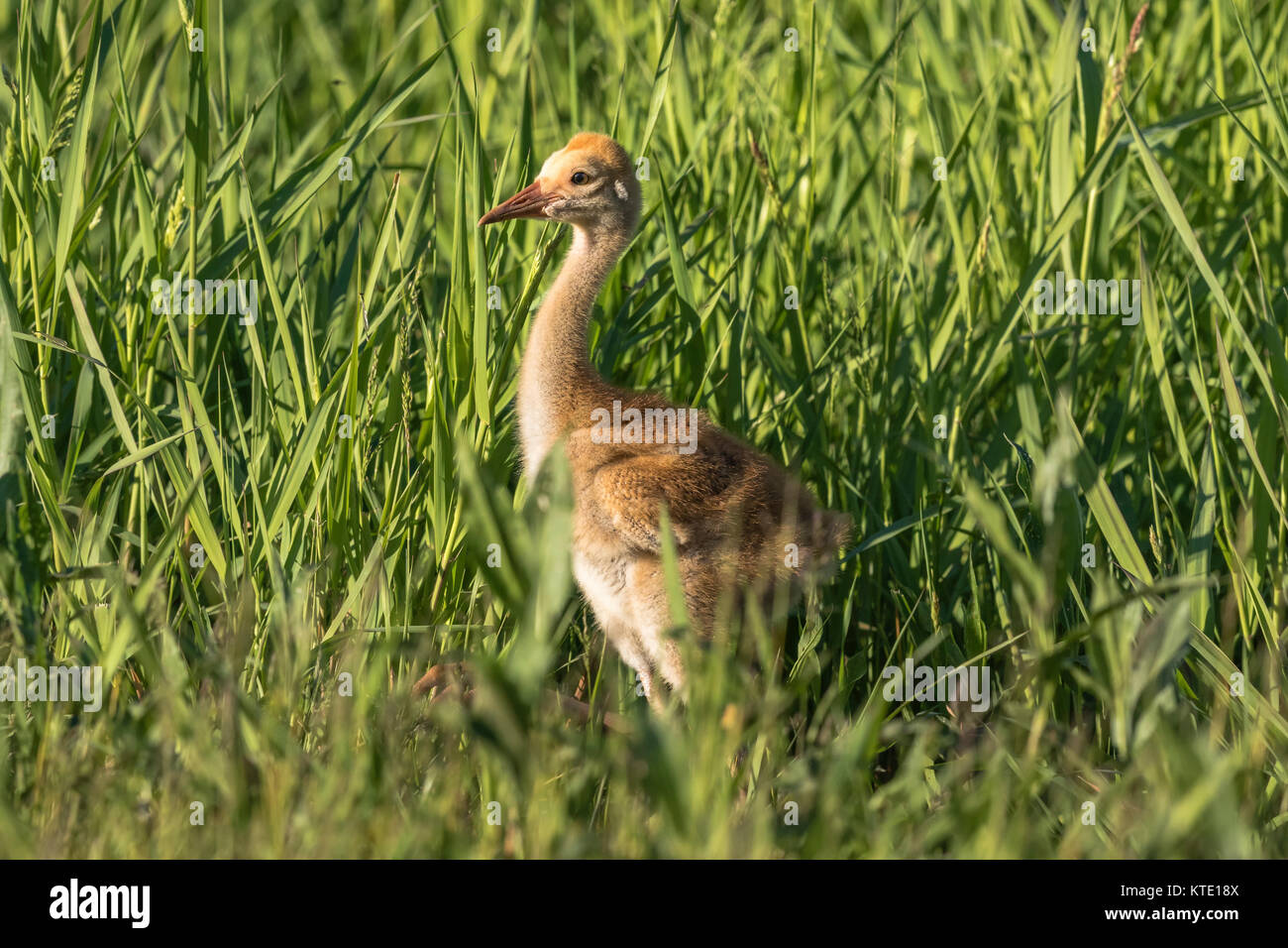 Sandhill crane colt in northern Wisconsin Stock Photo - Alamy