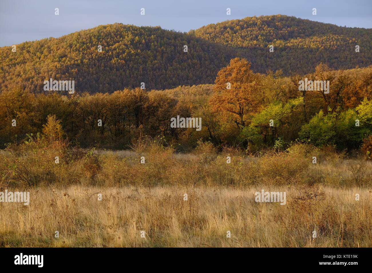 Colorful autumn forest and mountains in northern Hungary Stock Photo ...