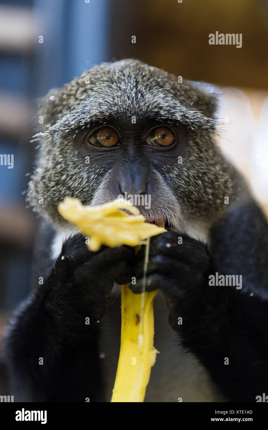 Female Sykes Monkey at Diani Beach, Kenya Stock Photo - Alamy