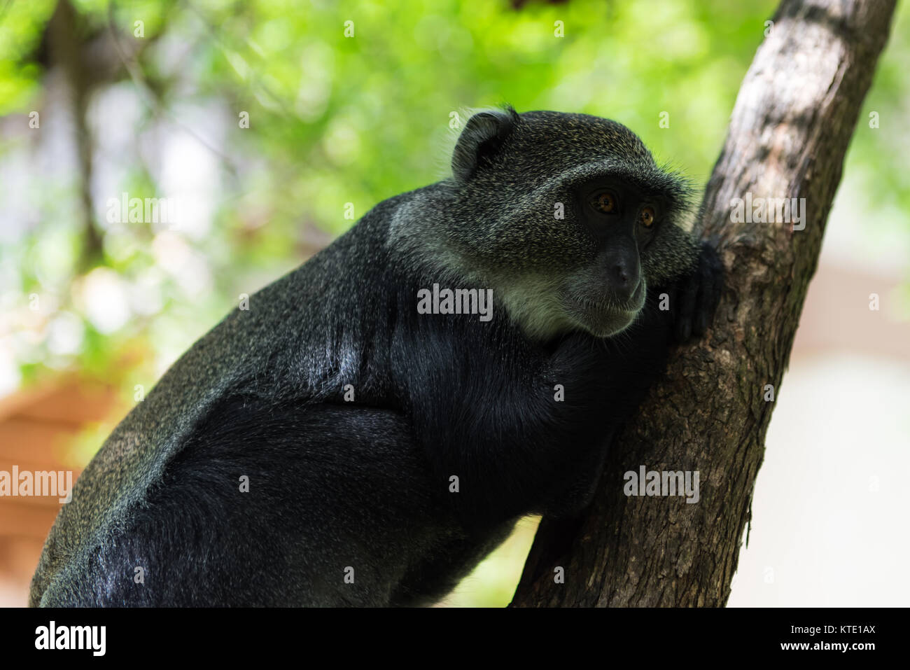 Female Sykes Monkey at Diani Beach, Kenya Stock Photo - Alamy