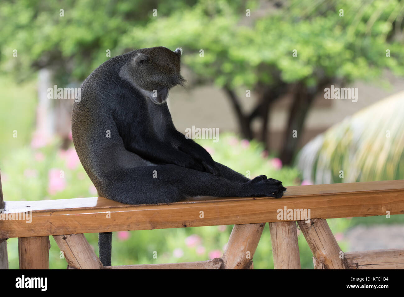 Female Sykes Monkey at Diani Beach, Kenya Stock Photo - Alamy