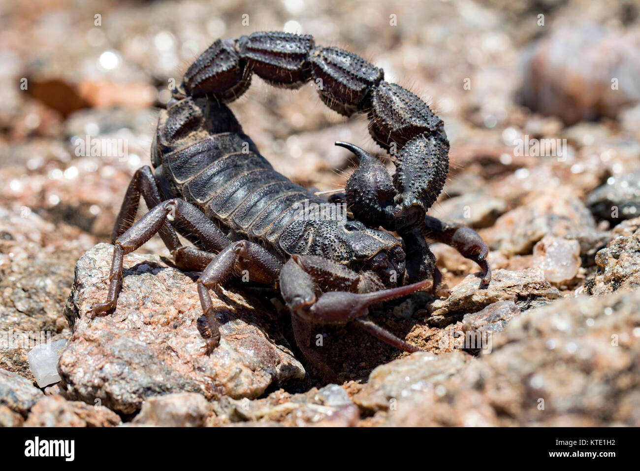 Close-up of venomous Scorpion (Parabuthus sp.) - Huab Conservancy ...