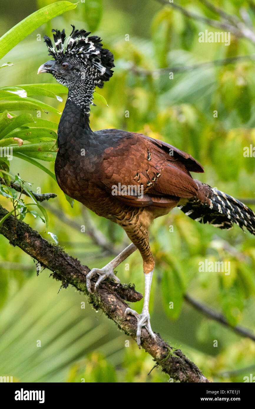 Black curassow costa rica hi-res stock photography and images - Alamy
