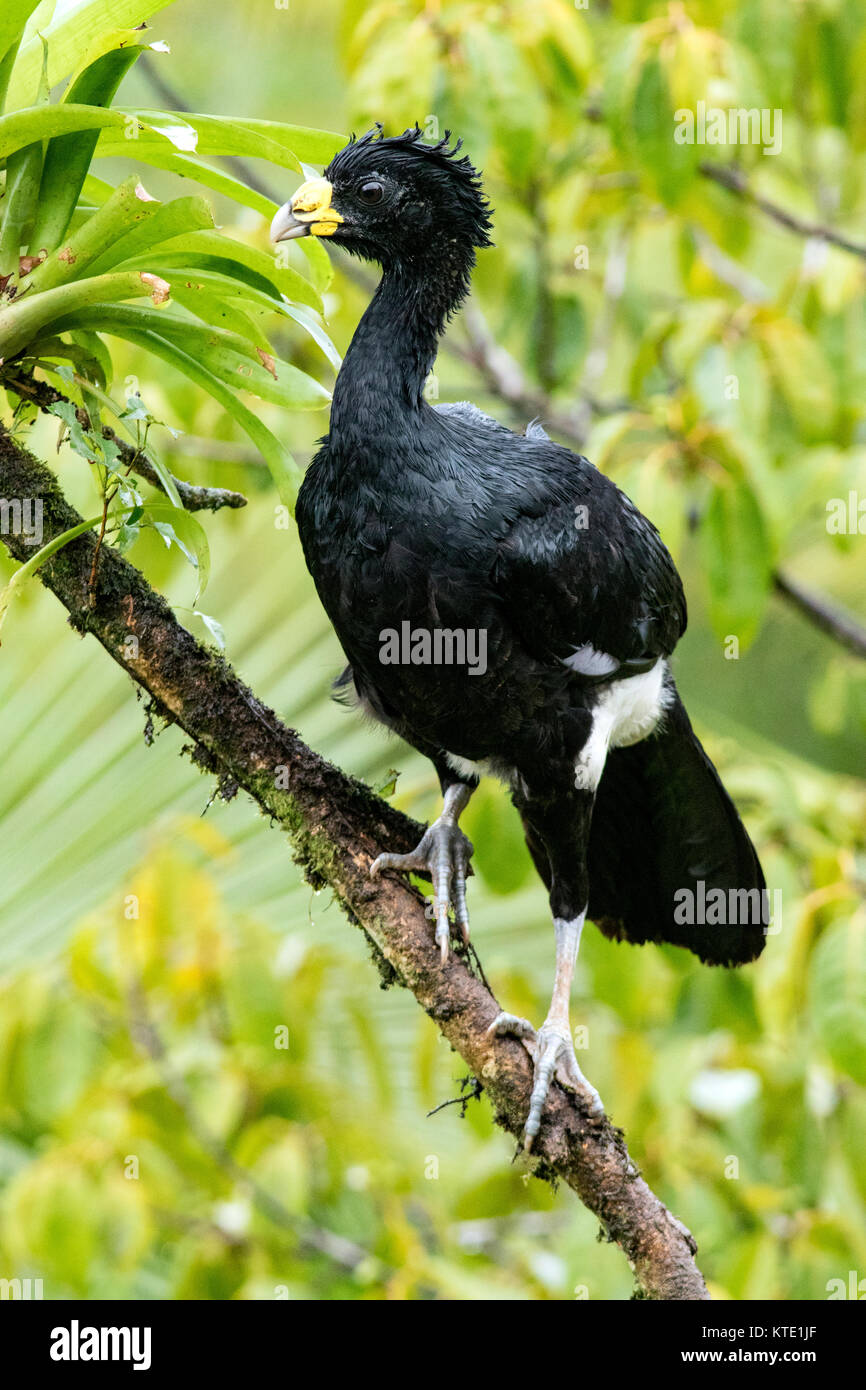 Great Curassow (Crax rubra) Male - La Laguna del Lagarto Lodge - Boca ...