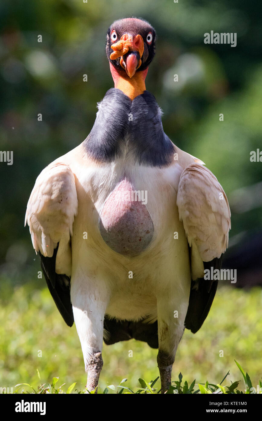 King vulture (Sarcoramphus papa) - La Laguna del Lagarto Lodge, Boca ...