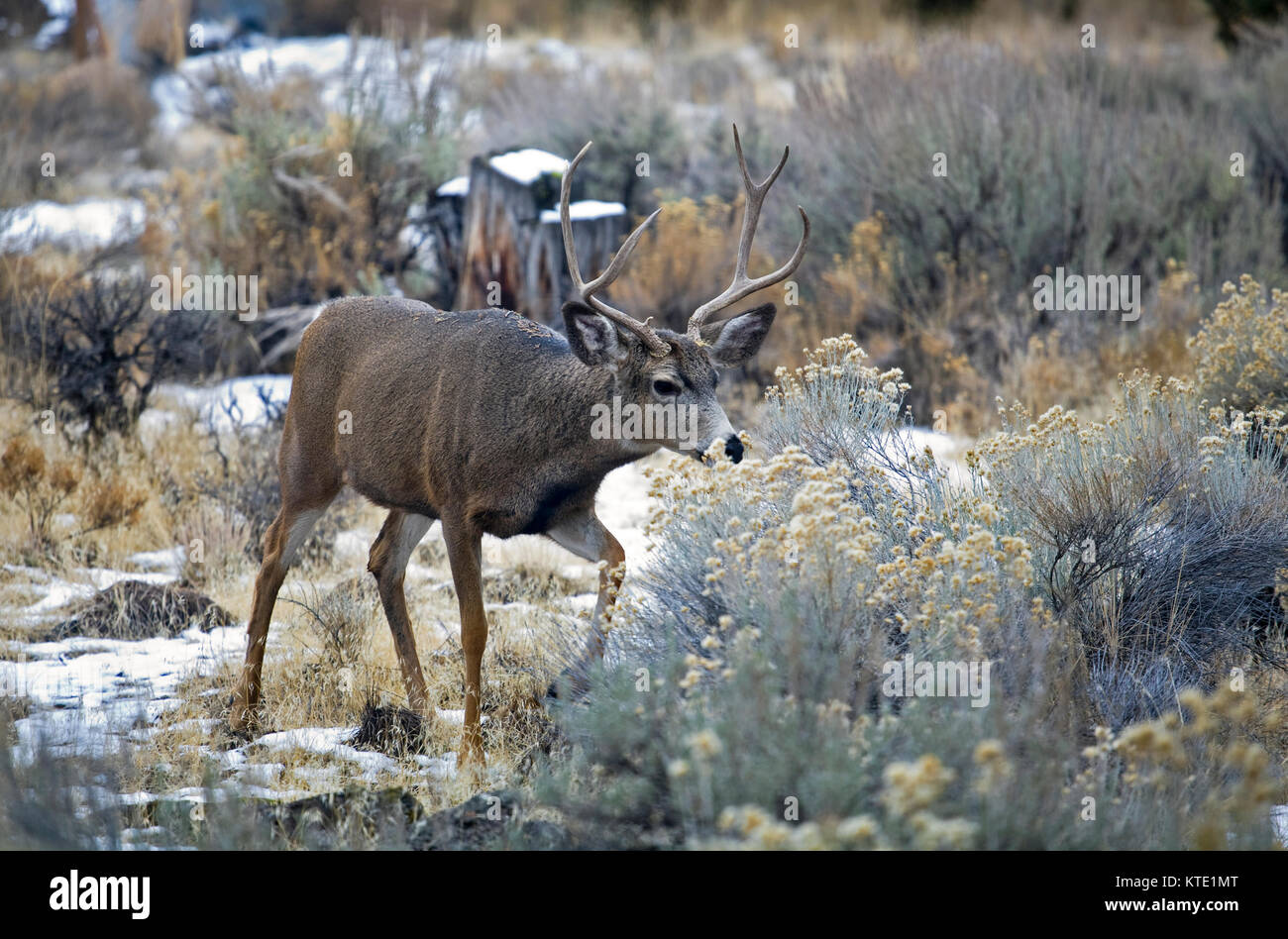 A large mule deer buck, Odocoileus hemionus, in a field in the high ...