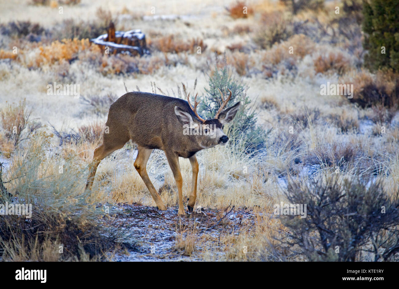 Rutting Mule Deer High Resolution Stock Photography and Images - Alamy