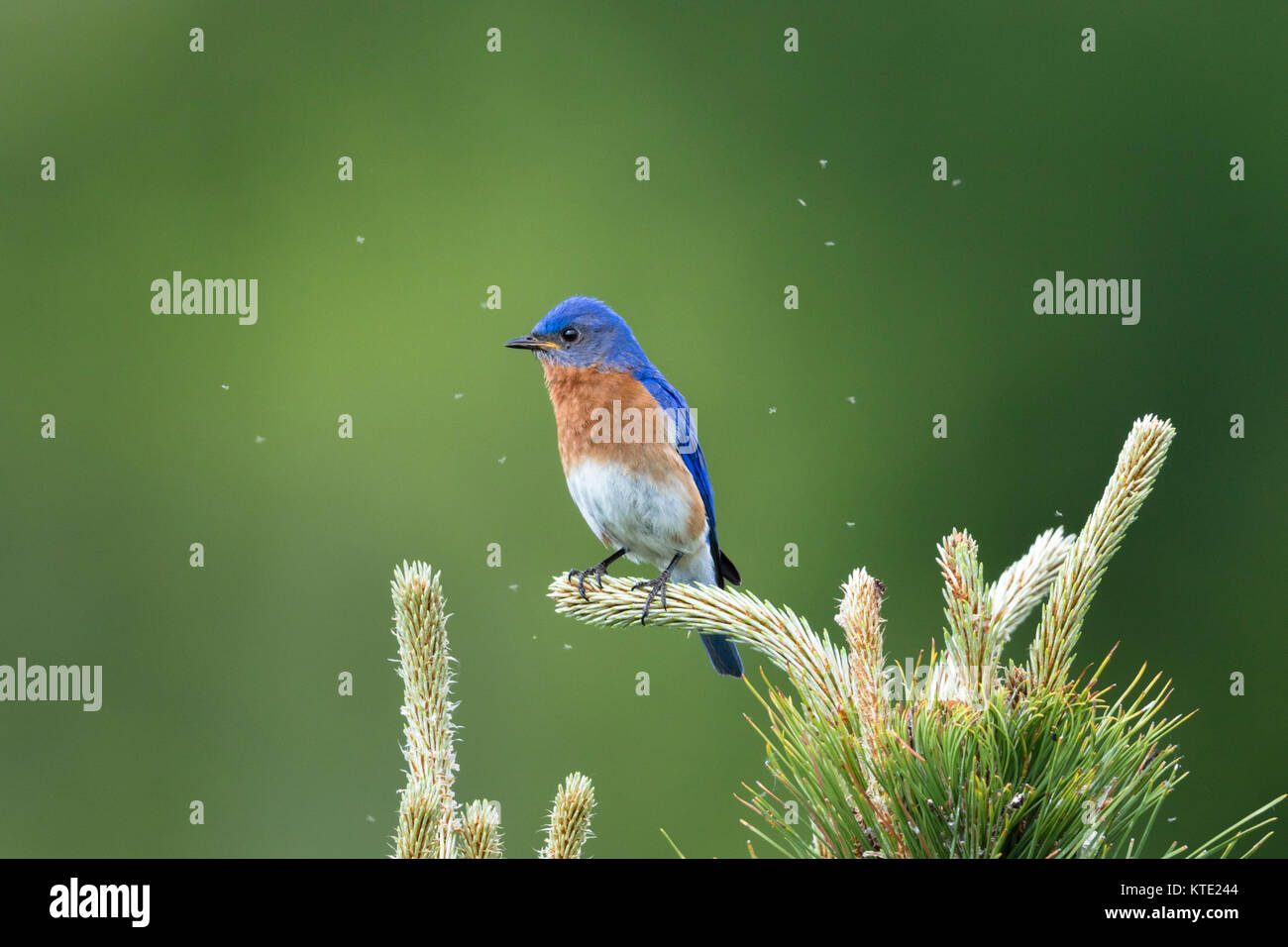 Eastern bluebird - male Stock Photo - Alamy