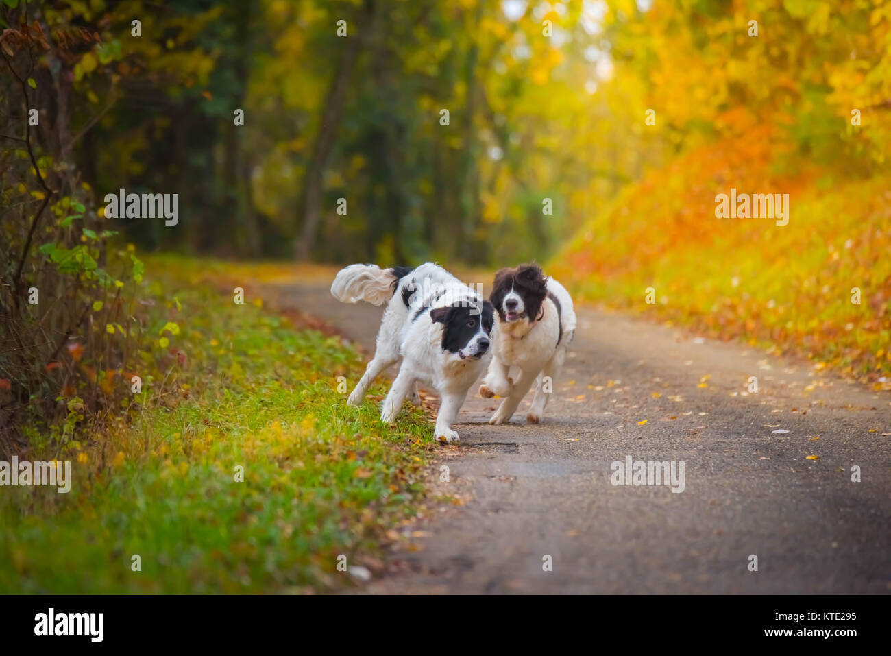 landseer dog bernese mountain labrador Stock Photo - Alamy