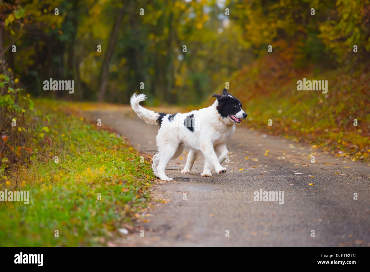 landseer dog bernese mountain labrador Stock Photo - Alamy