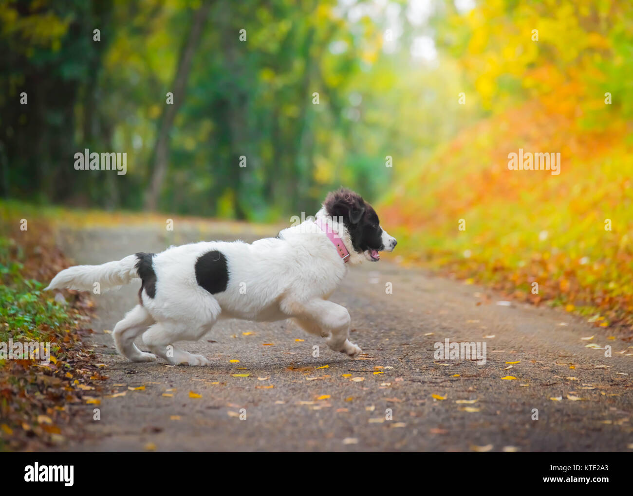 landseer dog bernese mountain labrador Stock Photo - Alamy