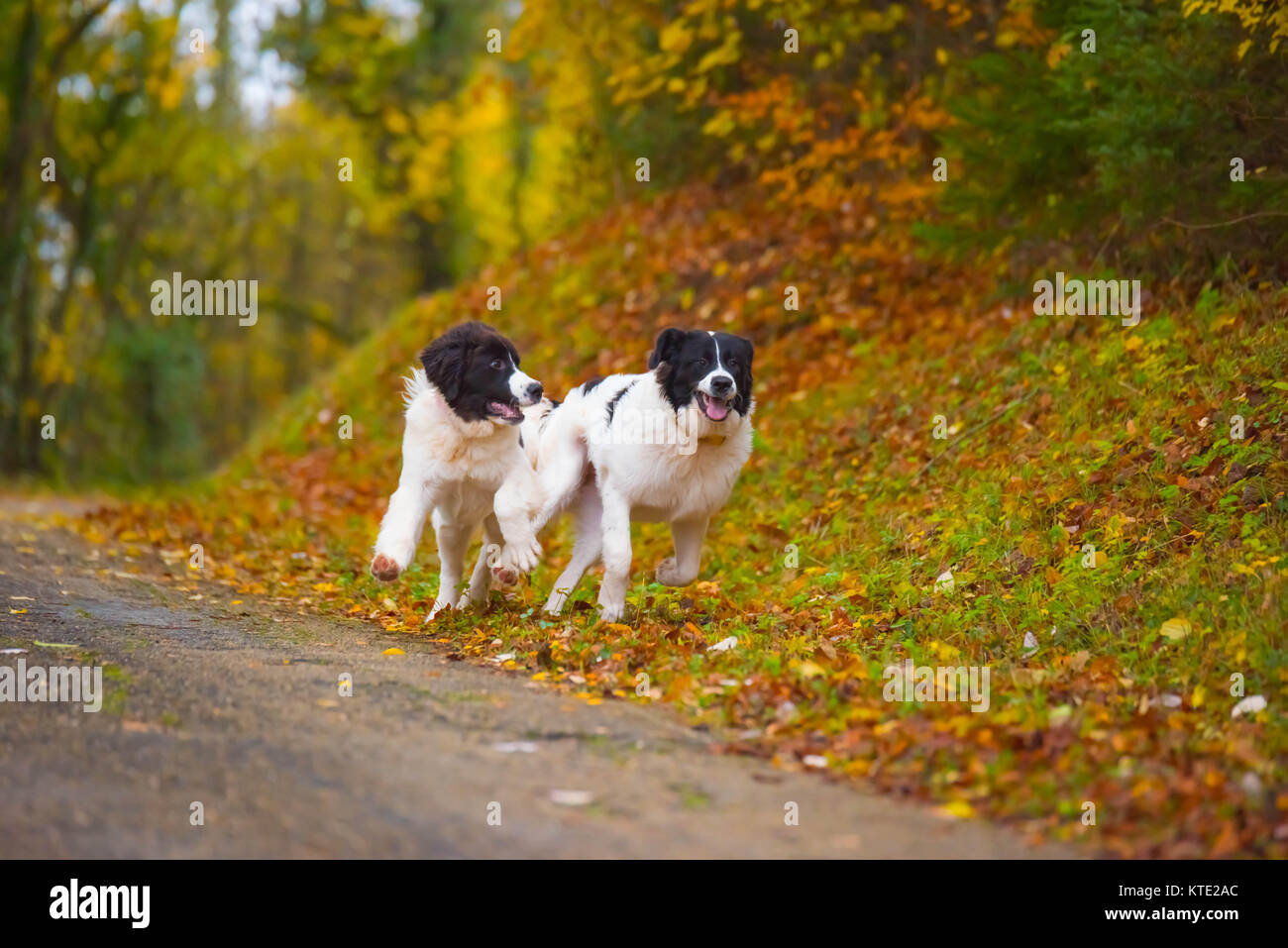 landseer dog bernese mountain labrador Stock Photo - Alamy