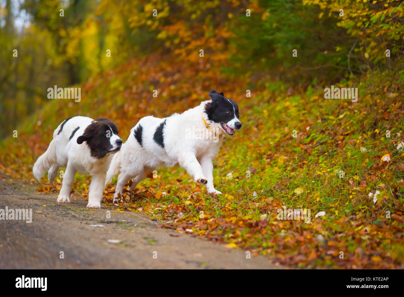 landseer dog bernese mountain labrador Stock Photo - Alamy