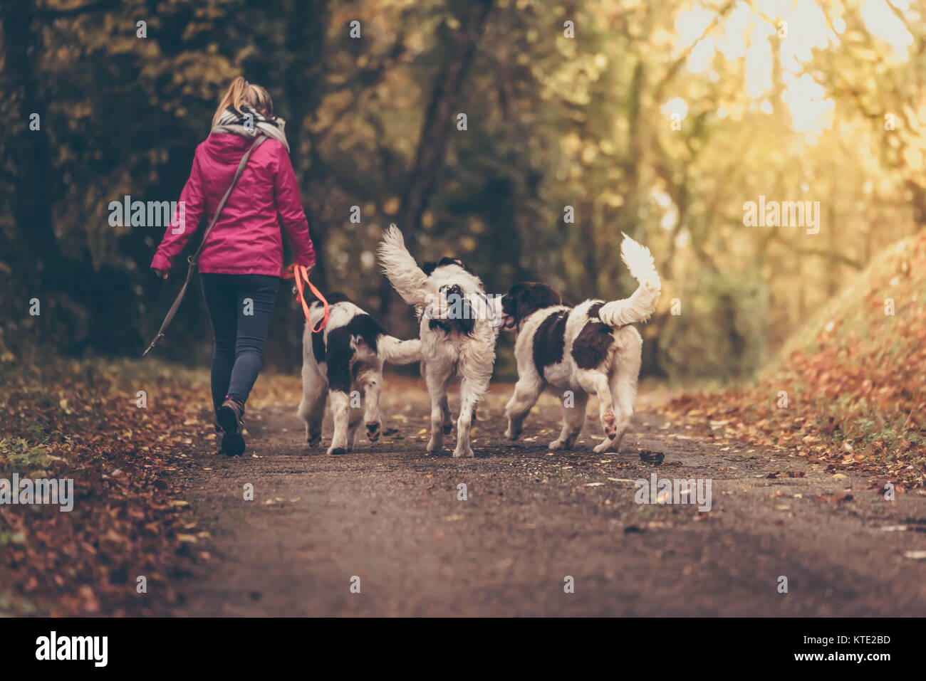 landseer dog bernese mountain labrador Stock Photo - Alamy