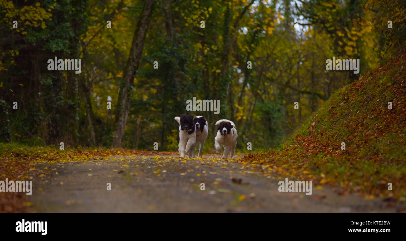 landseer dog bernese mountain labrador Stock Photo - Alamy