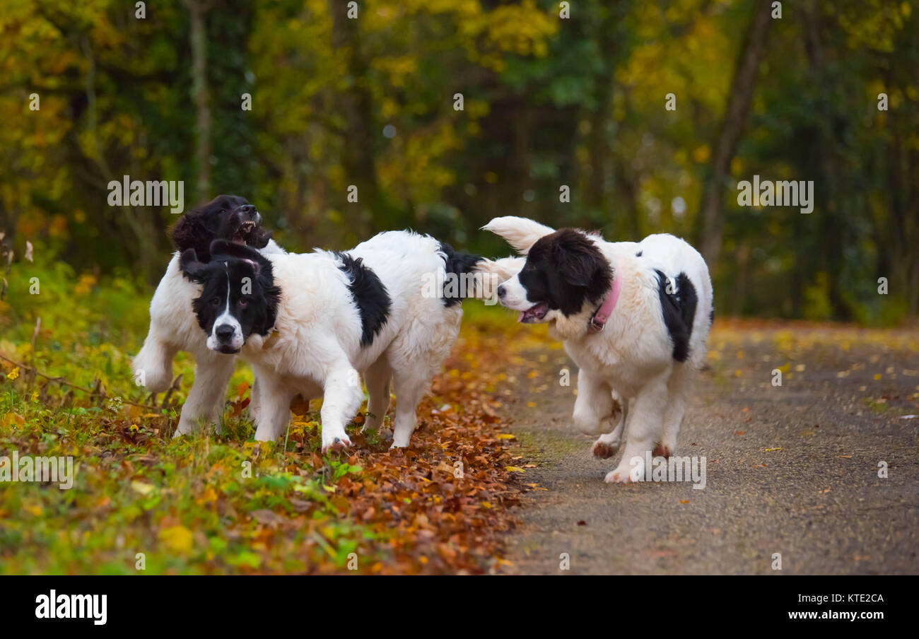 landseer dog bernese mountain labrador Stock Photo - Alamy