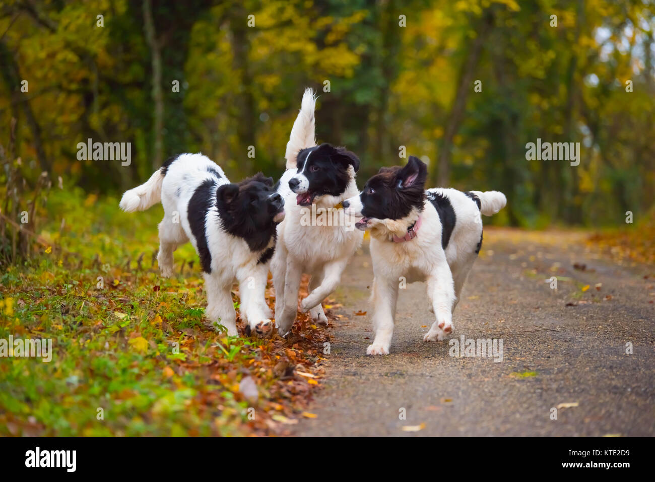 landseer dog bernese mountain labrador Stock Photo - Alamy
