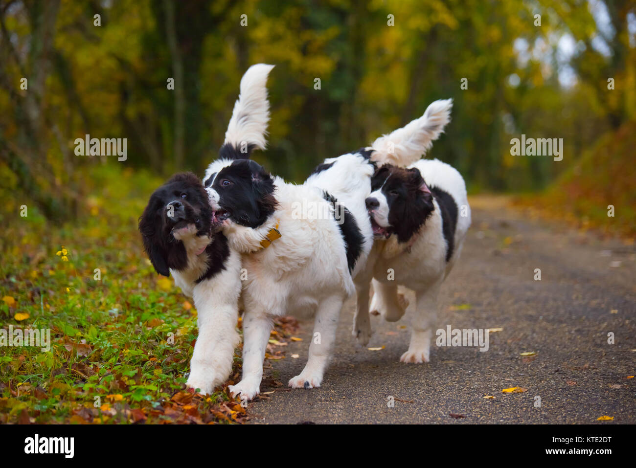 landseer dog bernese mountain labrador Stock Photo - Alamy