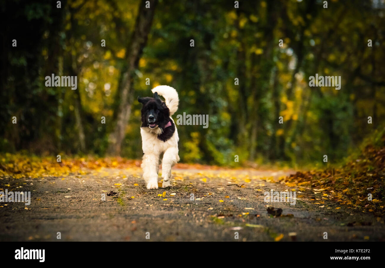 landseer dog bernese mountain labrador Stock Photo - Alamy
