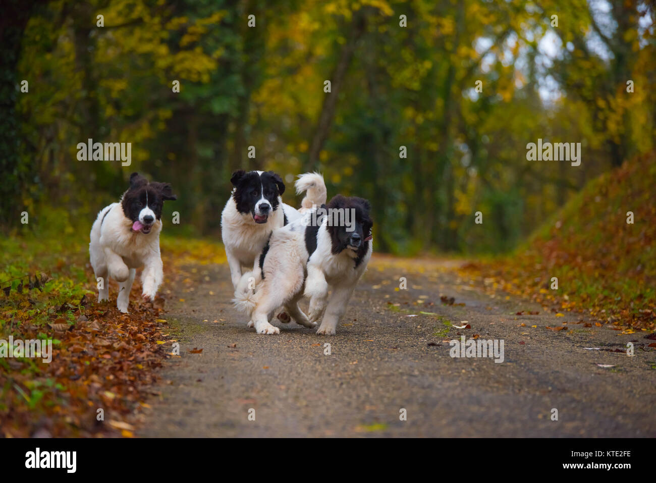 landseer dog bernese mountain labrador Stock Photo - Alamy