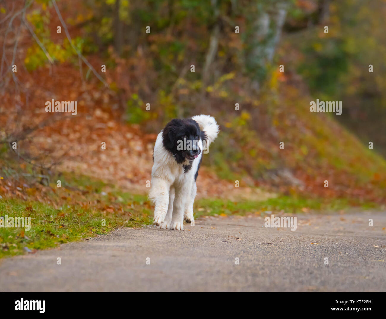 landseer dog bernese mountain labrador Stock Photo - Alamy
