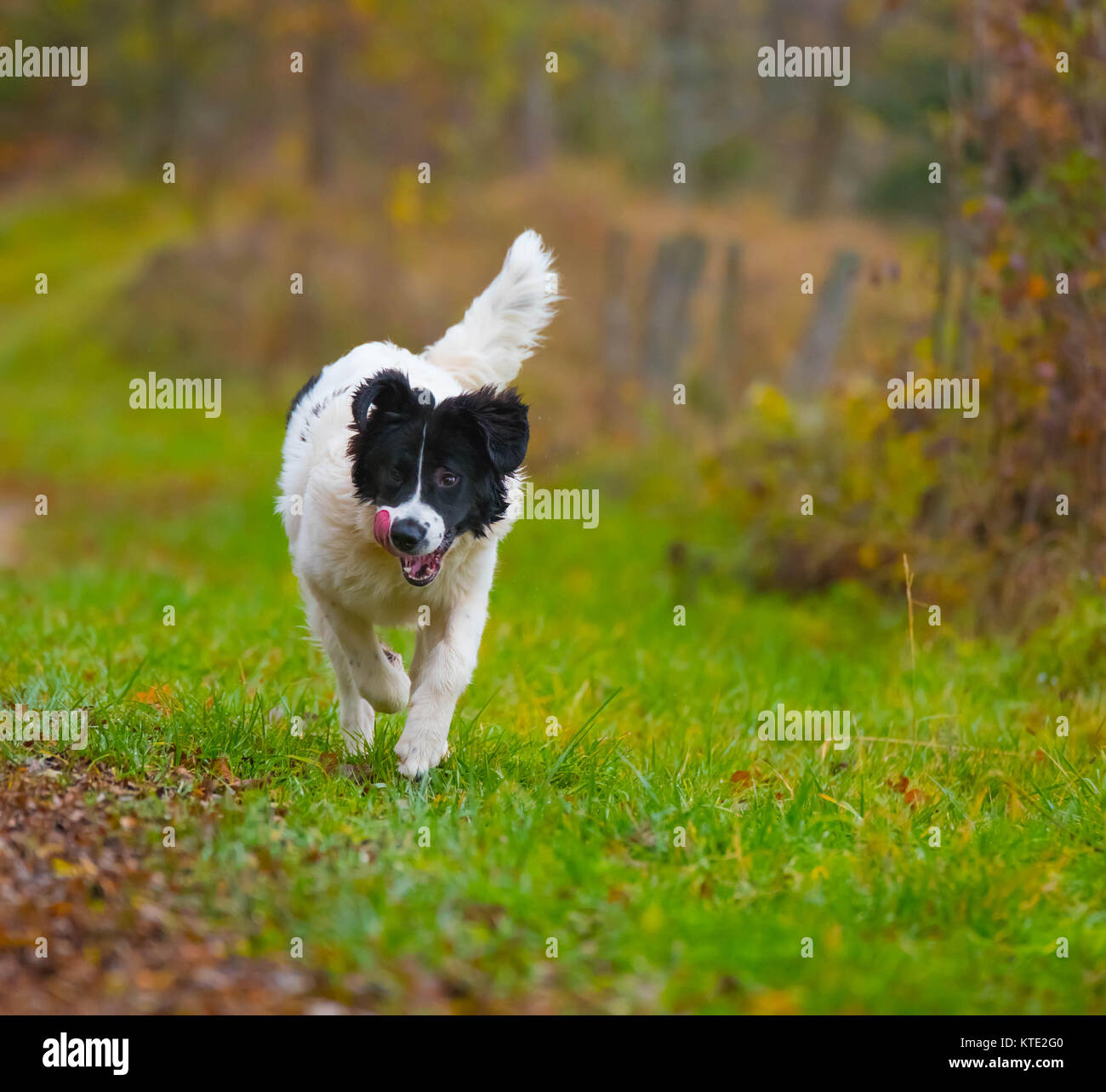 landseer dog bernese mountain labrador Stock Photo - Alamy