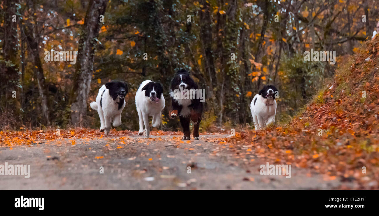 landseer dog bernese mountain labrador Stock Photo - Alamy