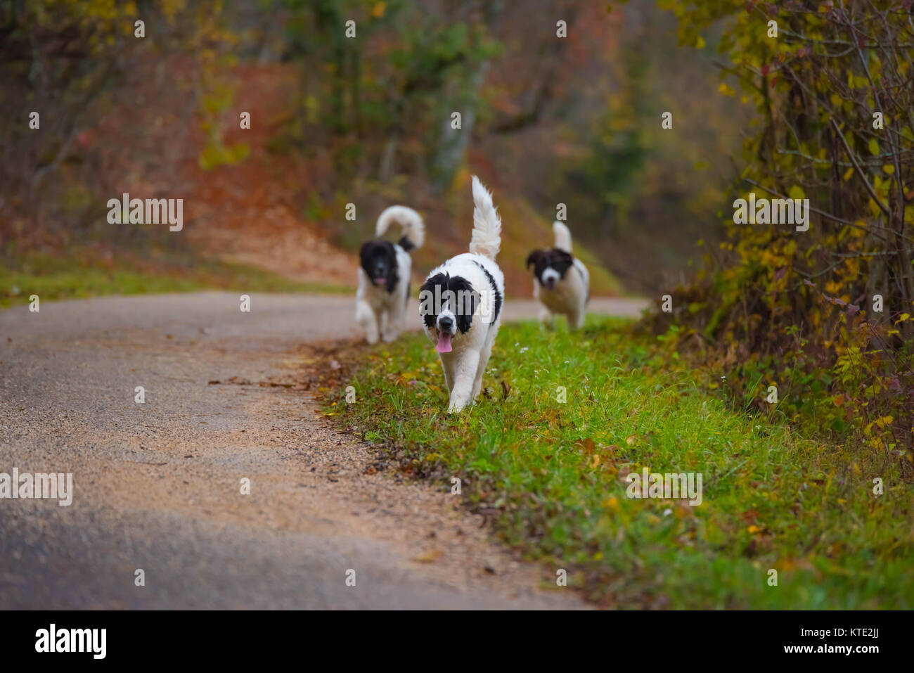 landseer dog bernese mountain labrador Stock Photo - Alamy