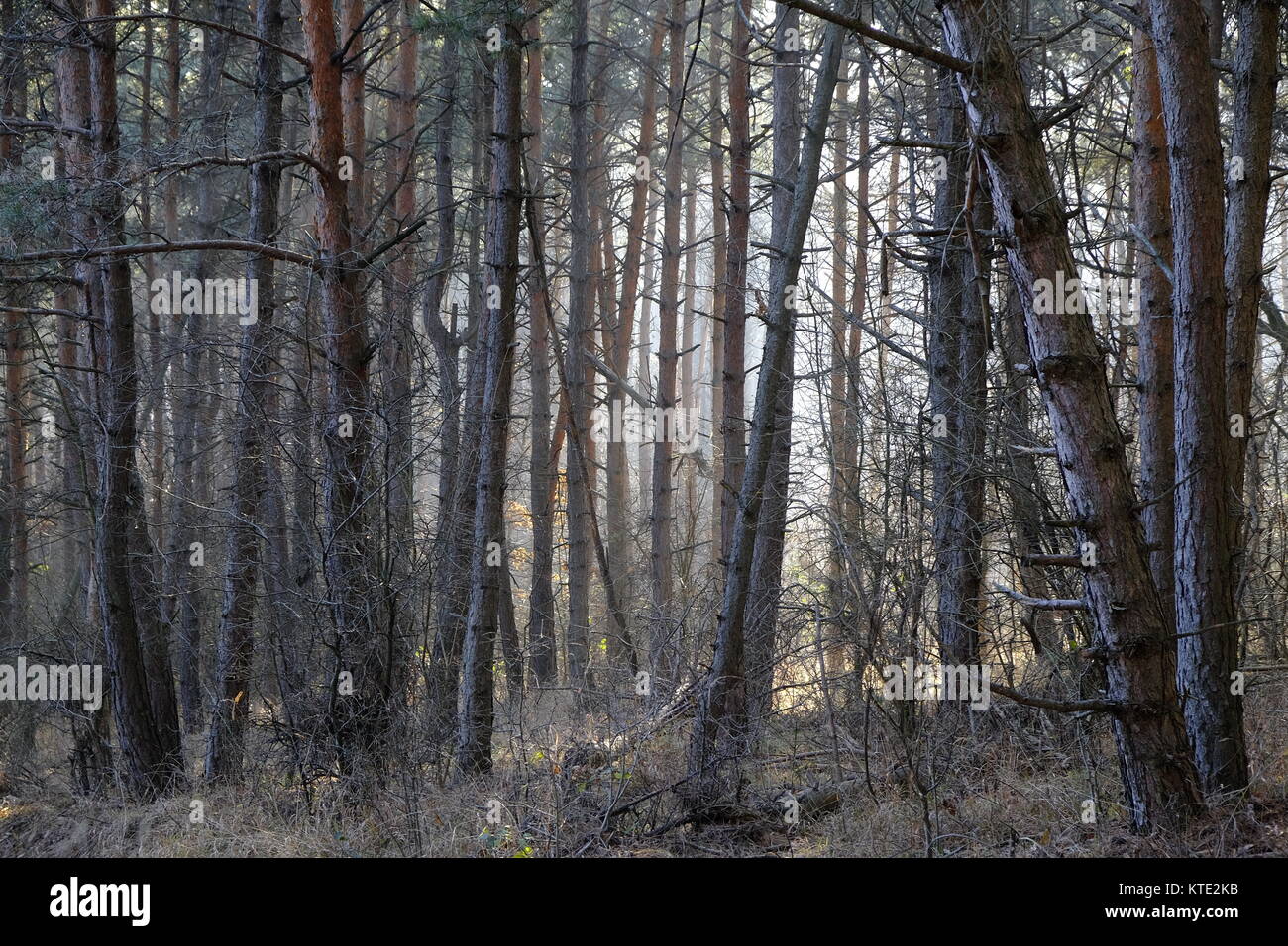 Pine tree forest in Hungary Stock Photo - Alamy