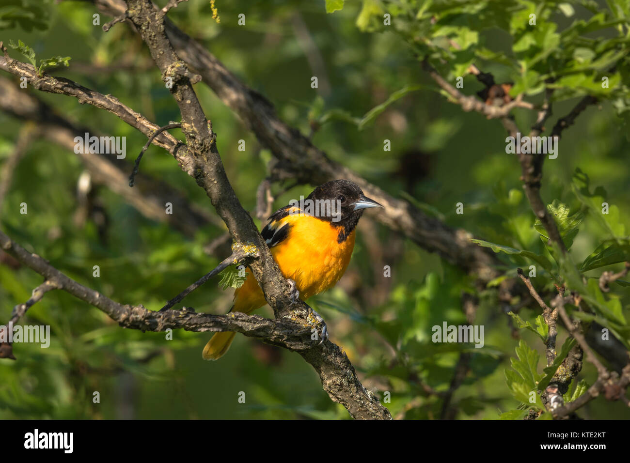 Burr Animal High Resolution Stock Photography and Images - Alamy