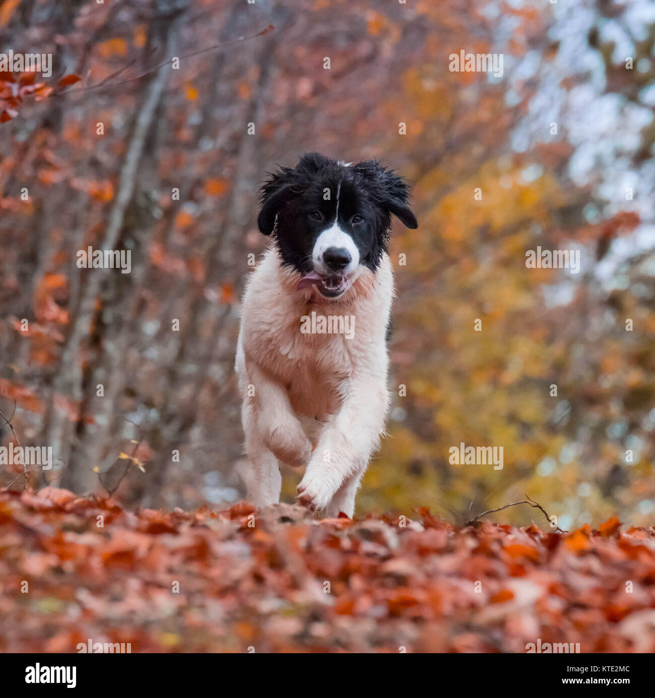 landseer dog bernese mountain labrador Stock Photo - Alamy