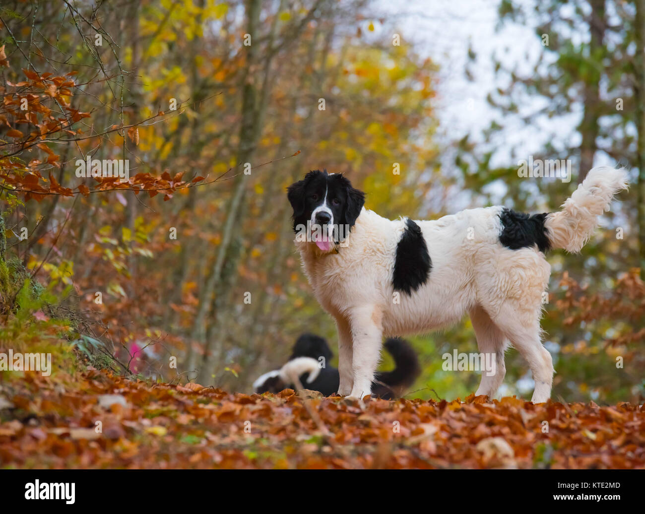 landseer dog bernese mountain labrador Stock Photo - Alamy