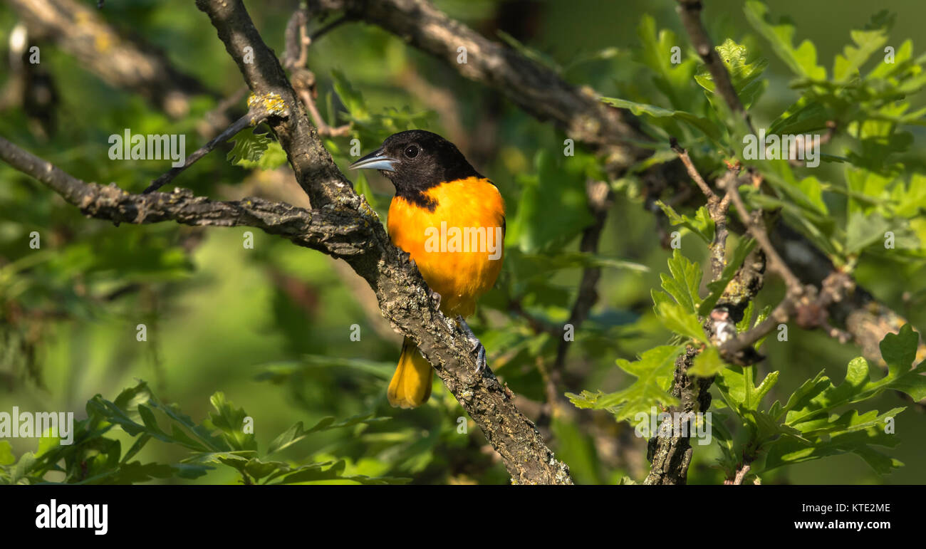 Burr animal hi-res stock photography and images - Alamy