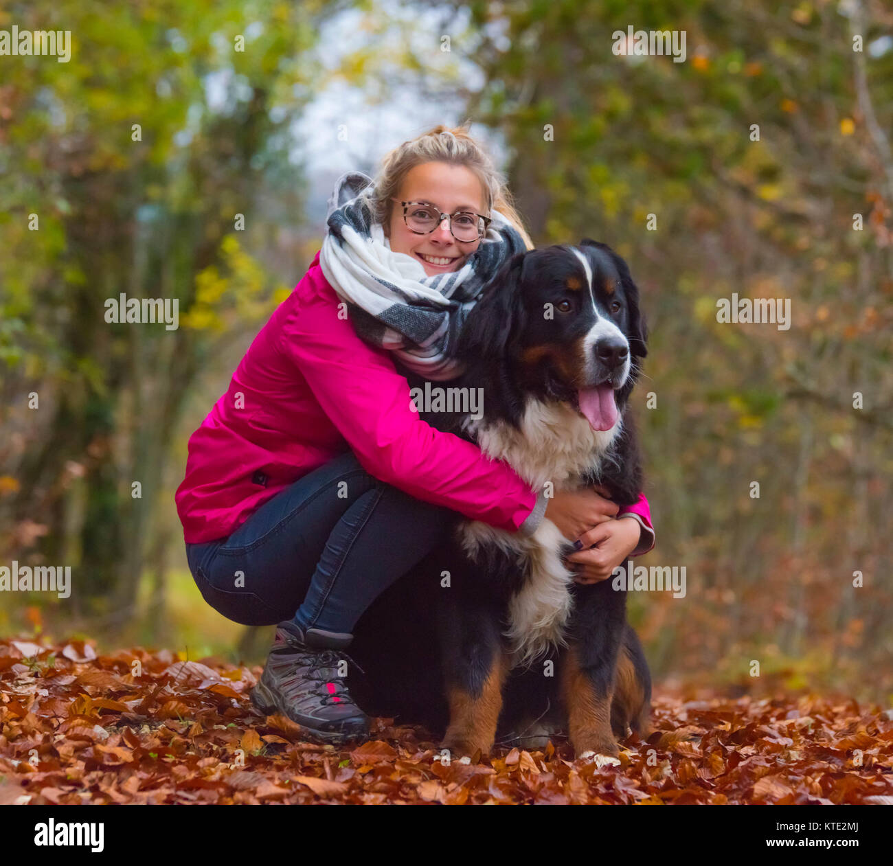 landseer dog bernese mountain labrador Stock Photo - Alamy