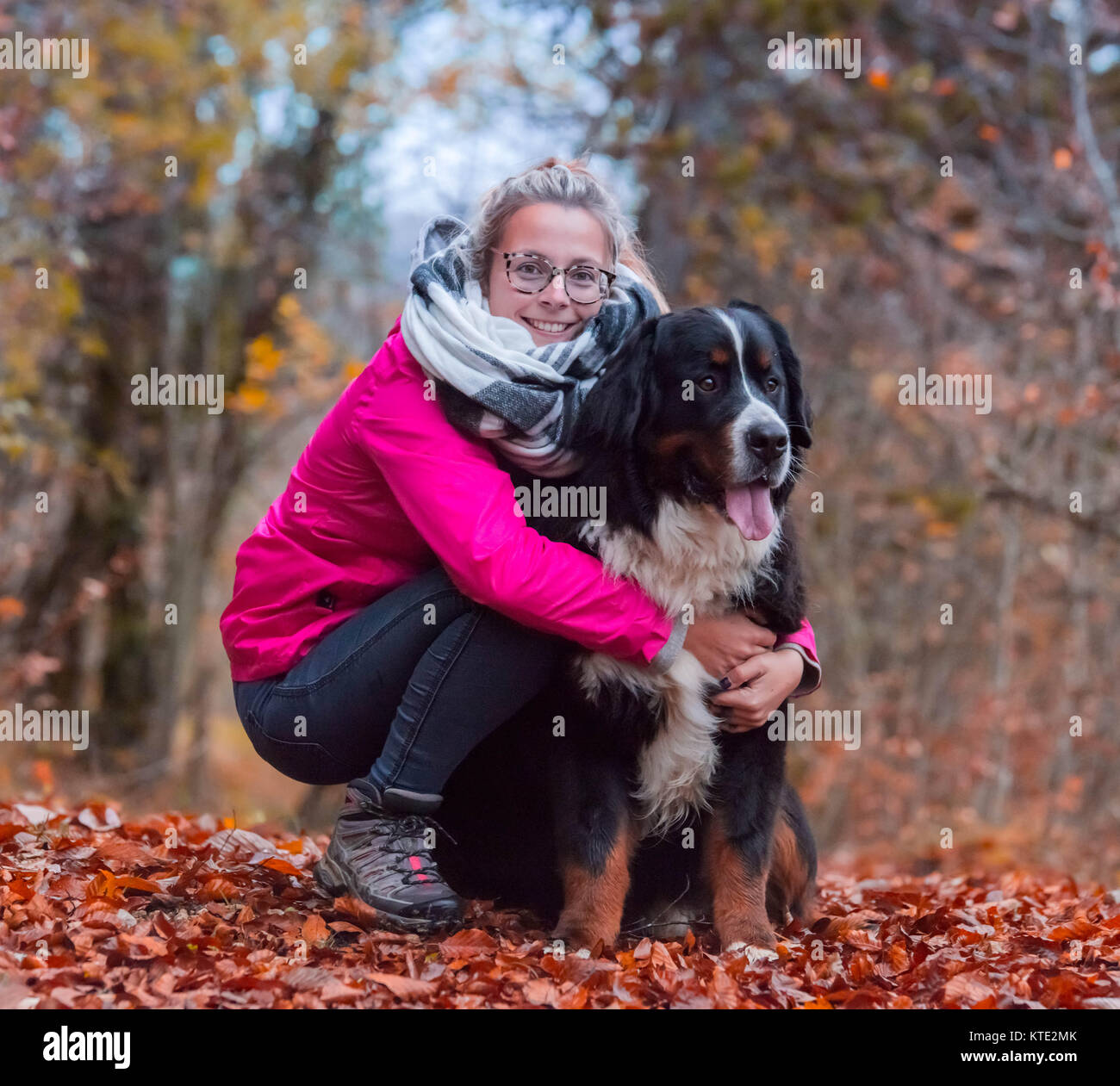 landseer dog bernese mountain labrador Stock Photo - Alamy