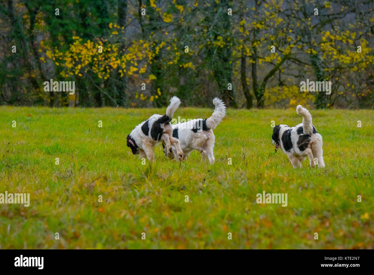 landseer dog bernese mountain labrador Stock Photo - Alamy