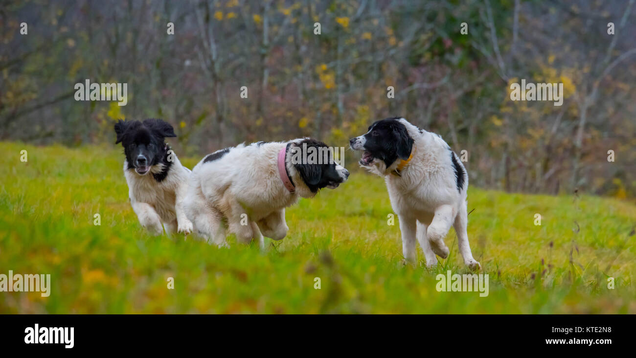 landseer dog bernese mountain labrador Stock Photo - Alamy