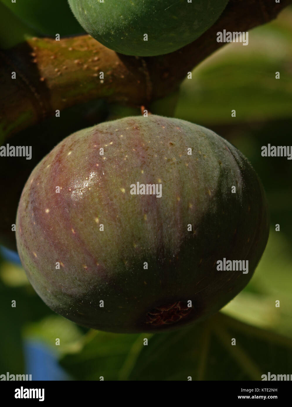 Fig plant harvesting hi-res stock photography and images - Alamy