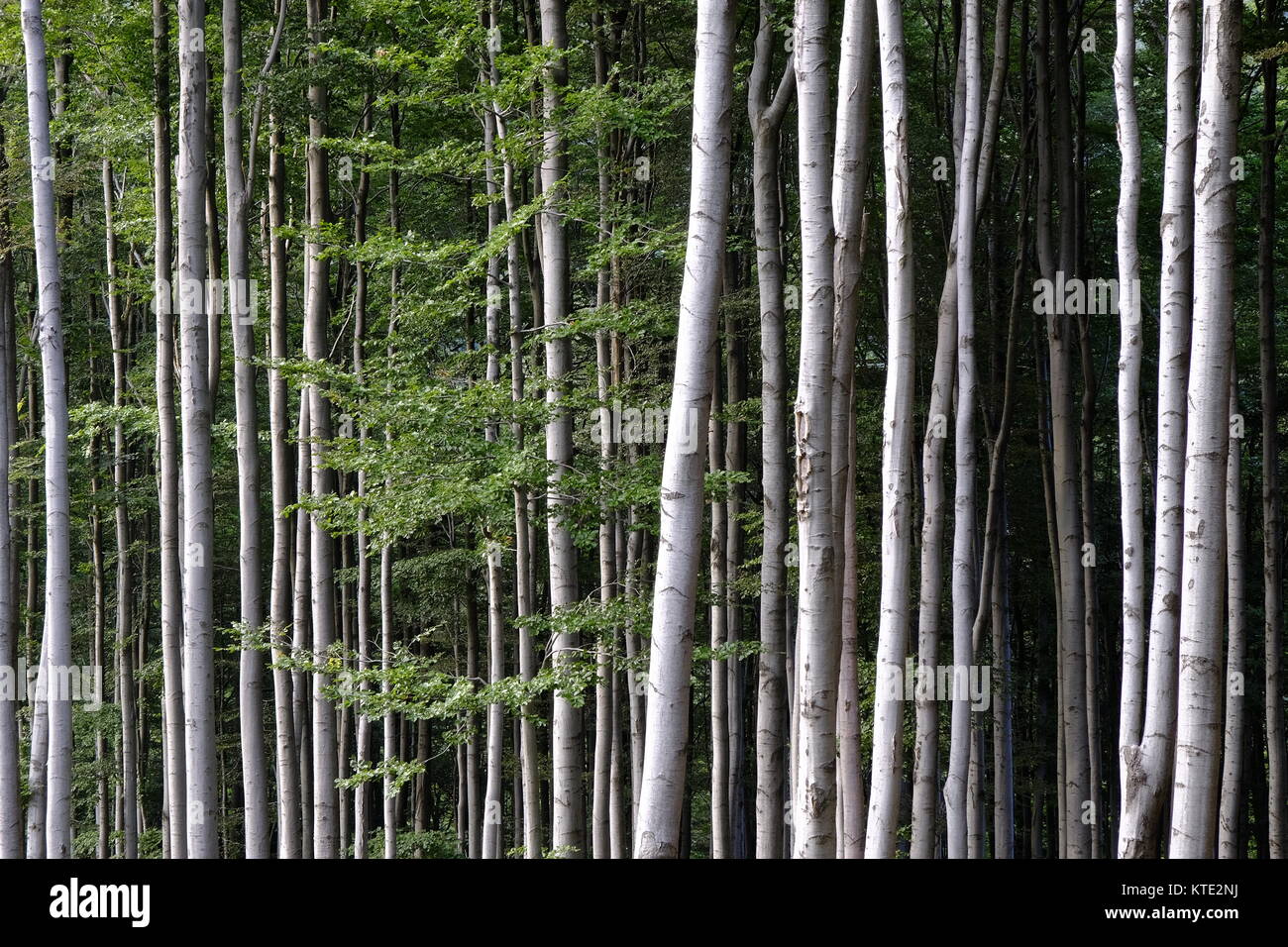 Beech tree forest in the Hungarian mountains Stock Photo - Alamy