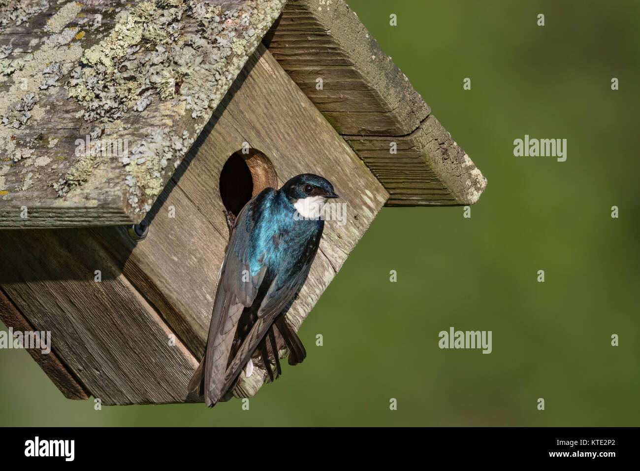 Tree swallow - male Stock Photo - Alamy