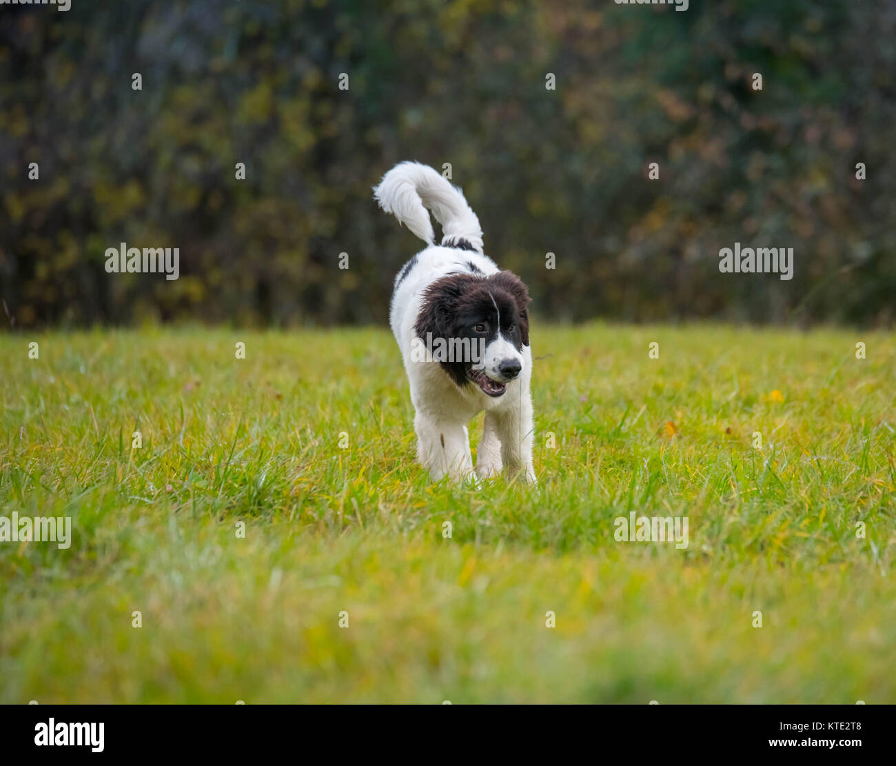landseer dog bernese mountain labrador Stock Photo - Alamy
