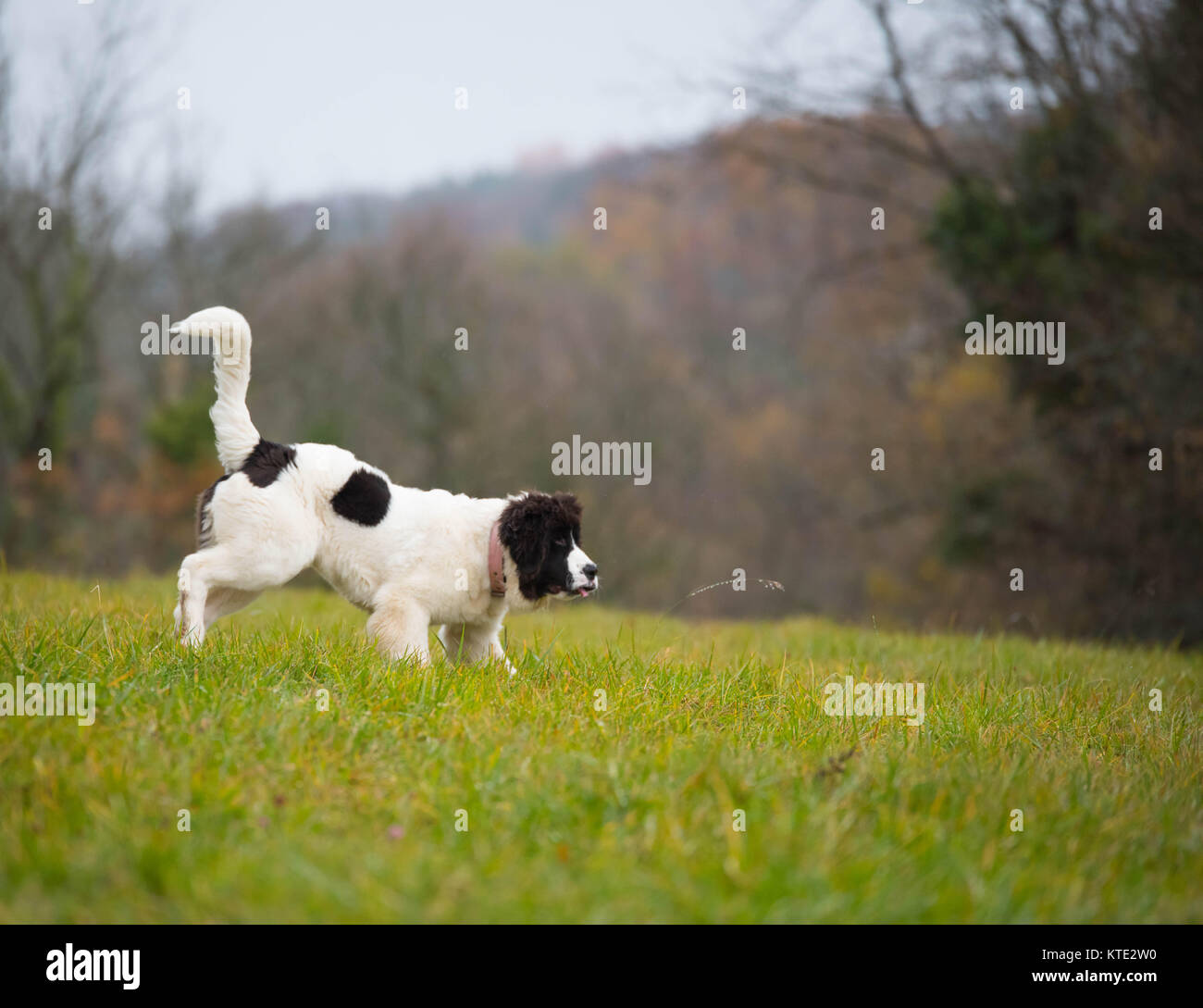 landseer dog bernese mountain labrador Stock Photo - Alamy