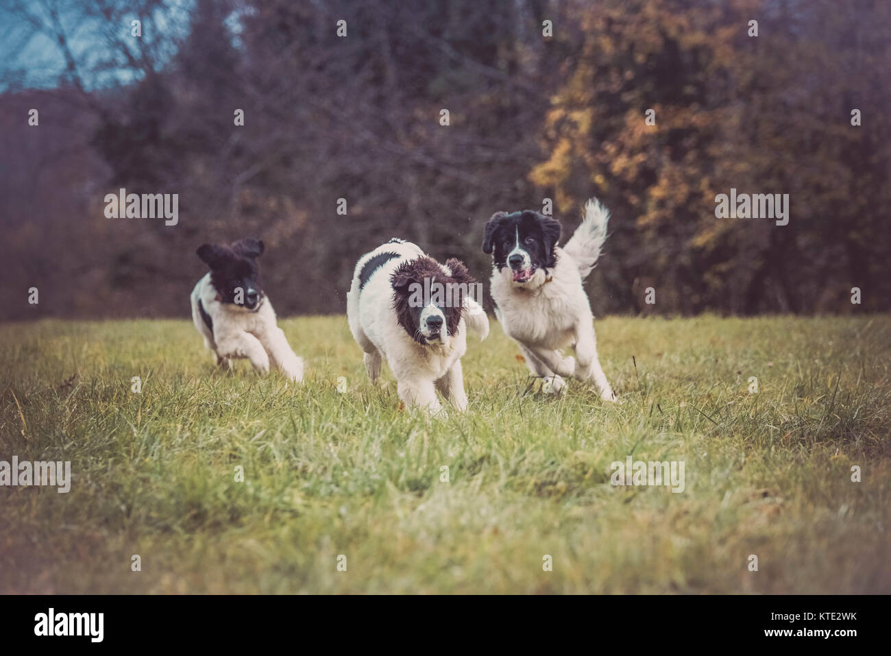 landseer dog bernese mountain labrador Stock Photo - Alamy